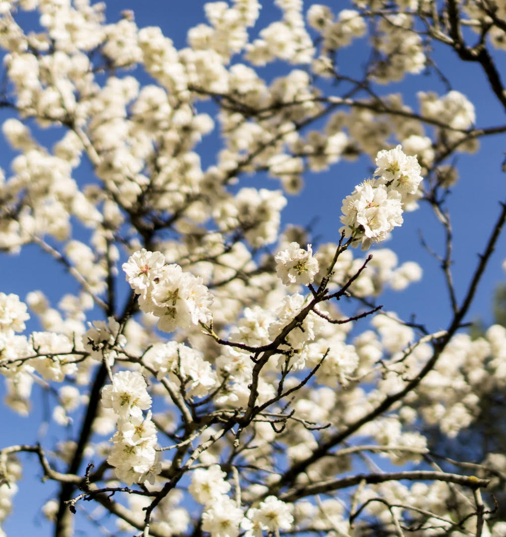 Febrero en Mallorca: la flor de almendro | Hotel Cala Fornells